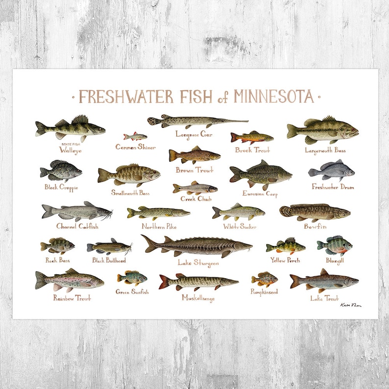 Minnesota Freshwater Fish Field Guide Art Print / Fish Nature Study ...