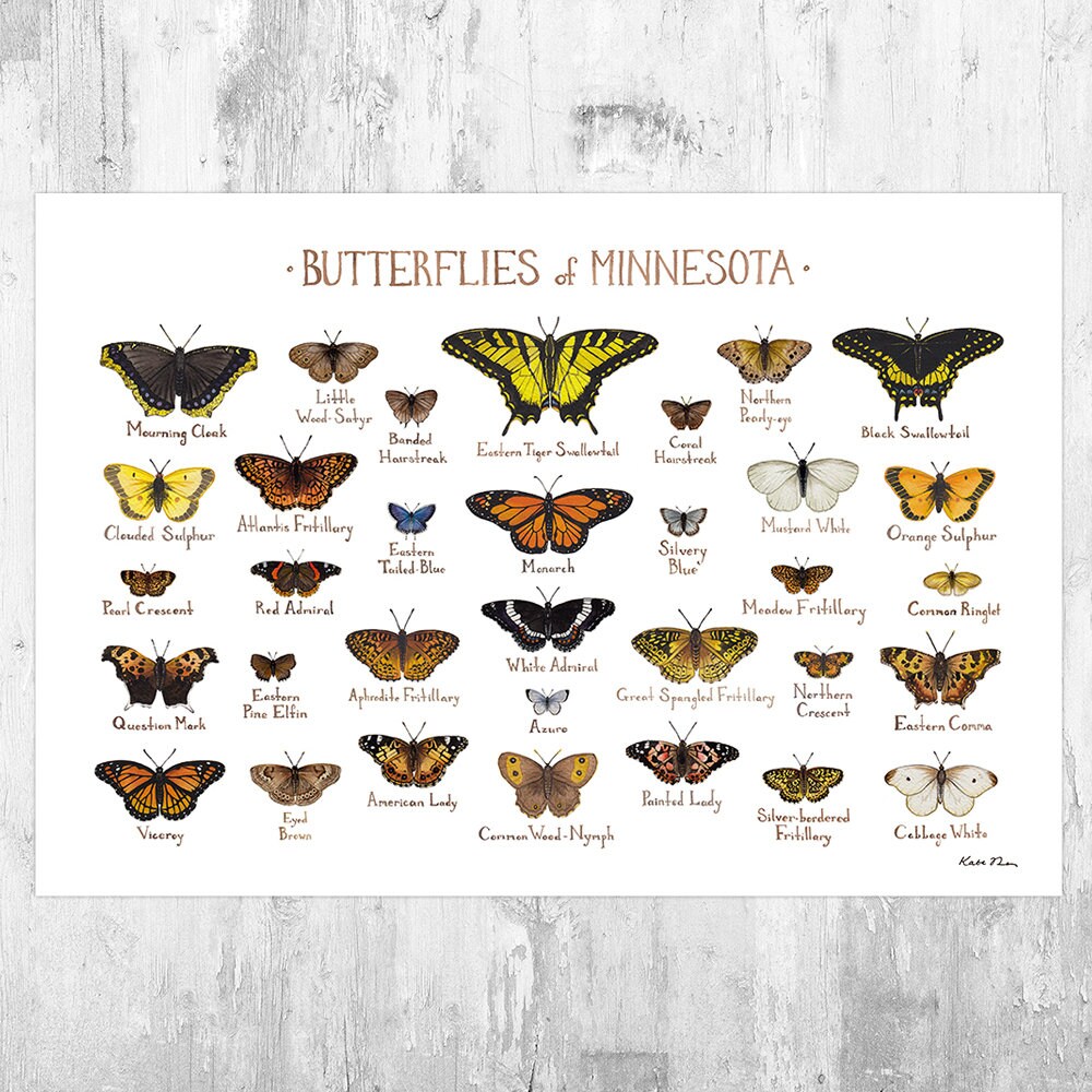 Minnesota Butterflies Field Guide Art Print / Butterfly Poster | Etsy