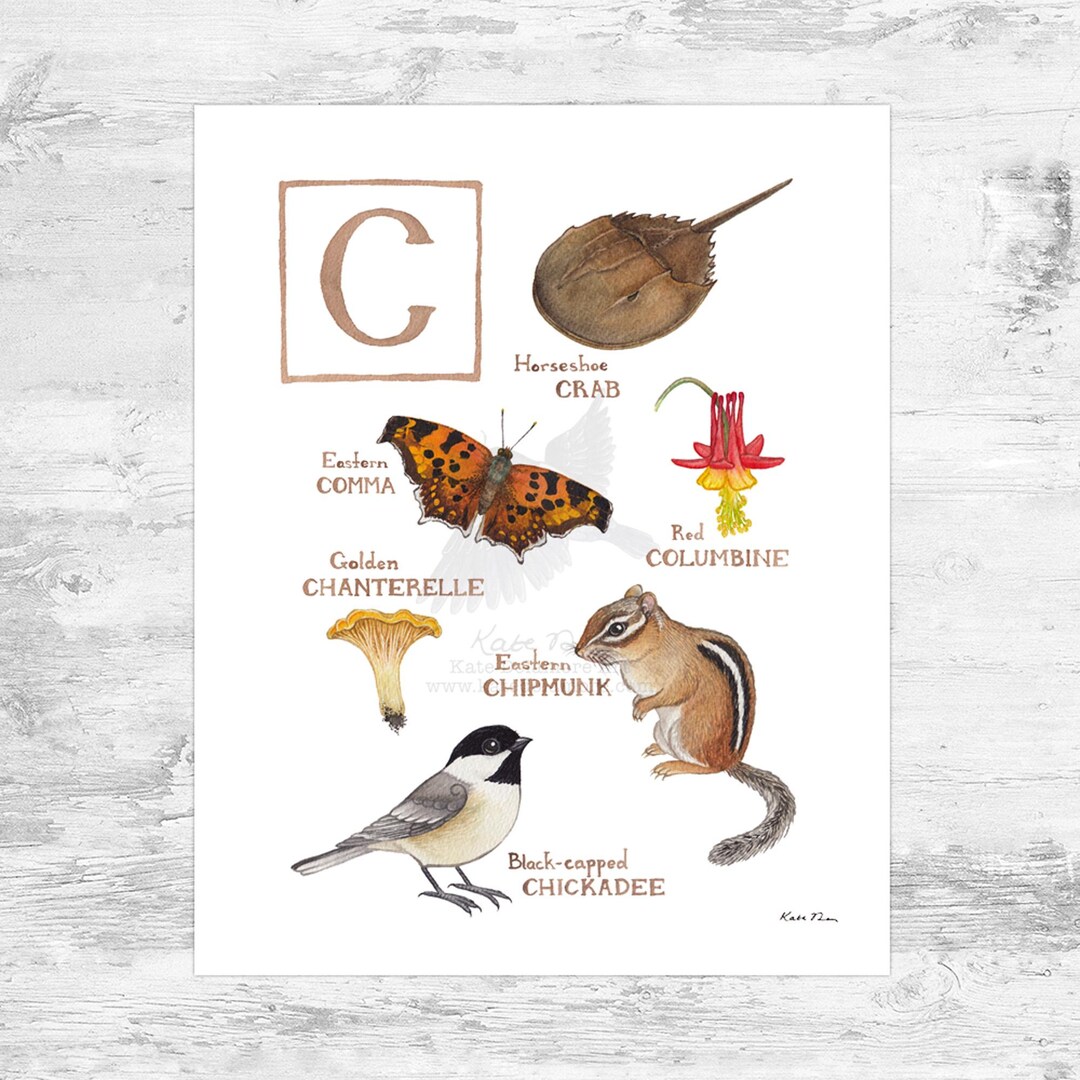 Letter "c" Nature Alphabet Art Print / 8x10 Monogram Initial Wall Art ...