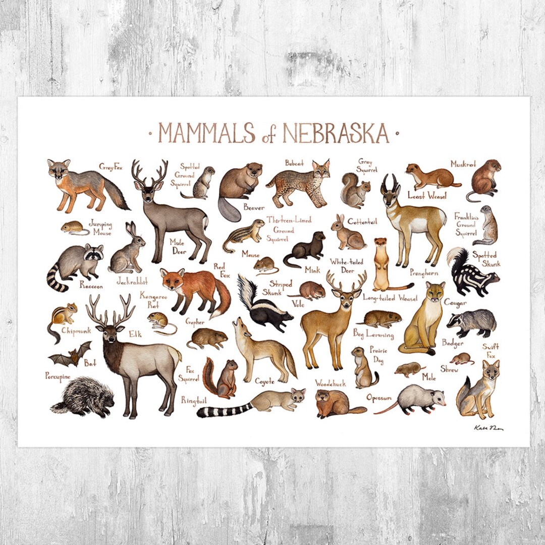 Nebraska Mammals Field Guide Art Print / Animals of Nebraska / - Etsy