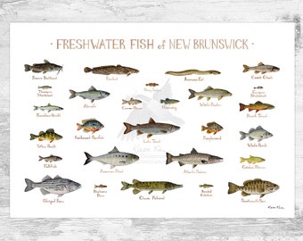 Minnesota Freshwater Fish Field Guide Art Print / Fish Nature - Etsy
