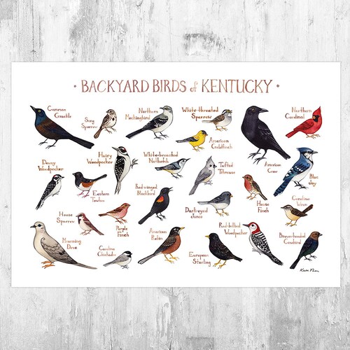 Alberta Backyard Birds Field Guide Art Print / Watercolor - Etsy