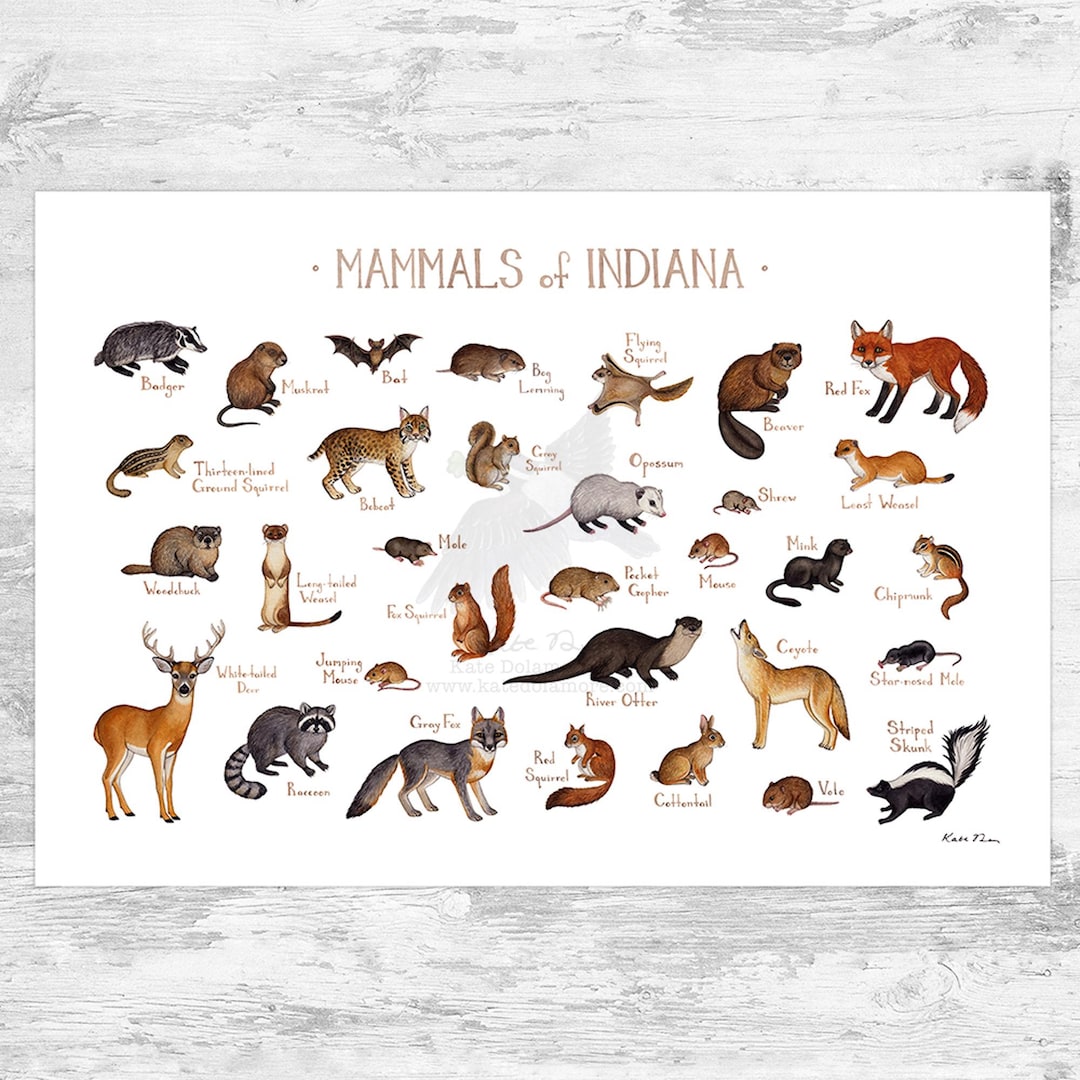 Indiana Mammals Field Guide Art Print / Animals of Indiana / Watercolor ...