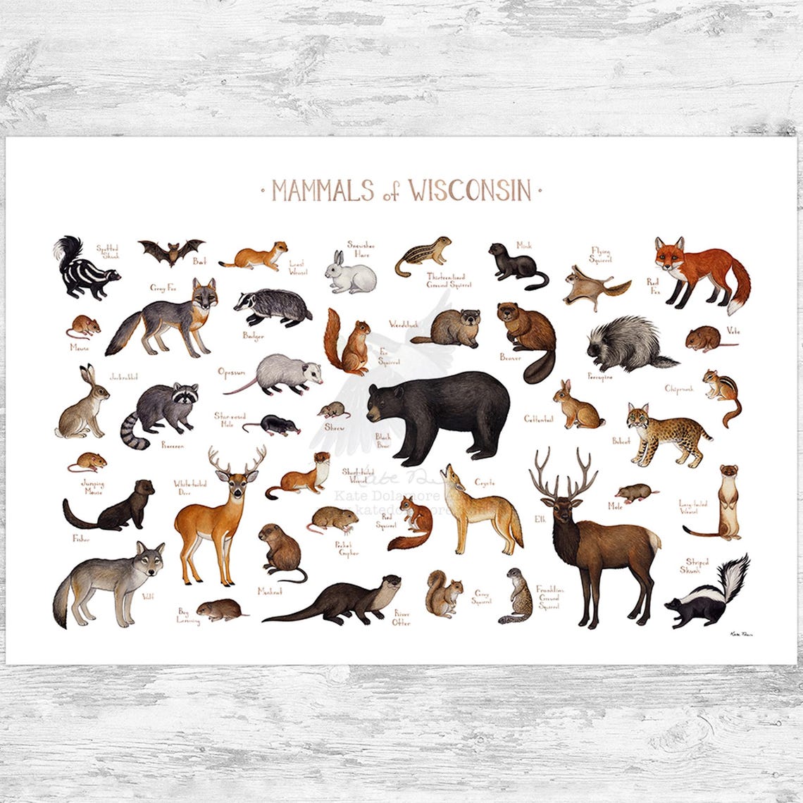 Wisconsin Mammals Field Guide Art Print / Animals of Wisconsin ...