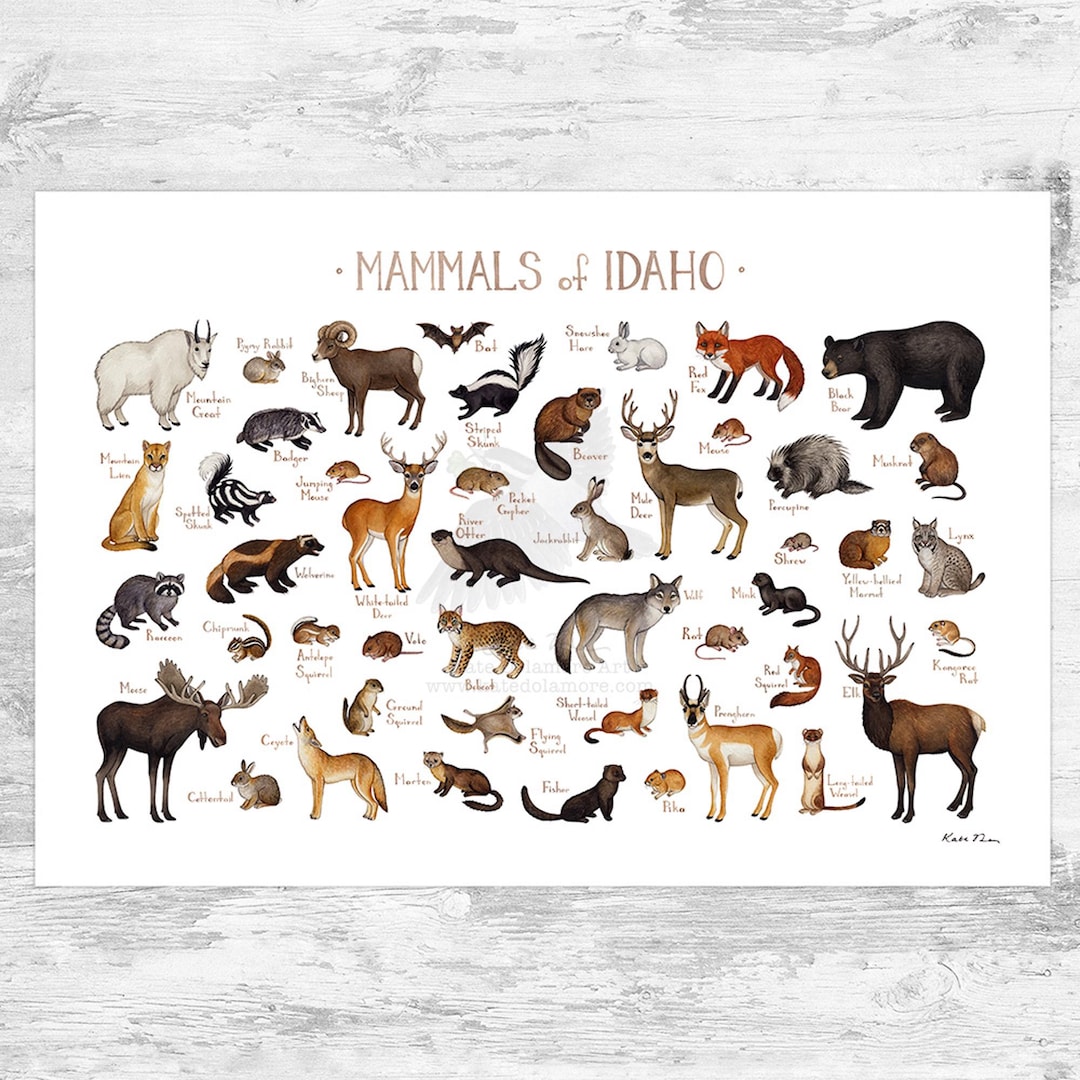 Idaho Mammals Field Guide Art Print / Animals of Idaho / Watercolor ...