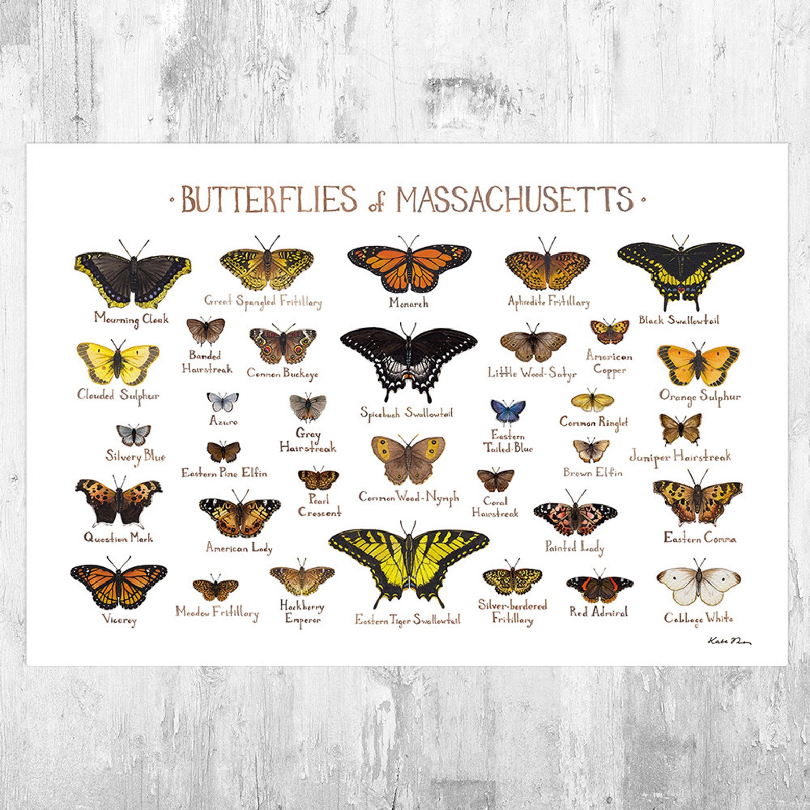 Massachusetts Butterflies Field Guide Art Print / Butterfly Poster ...