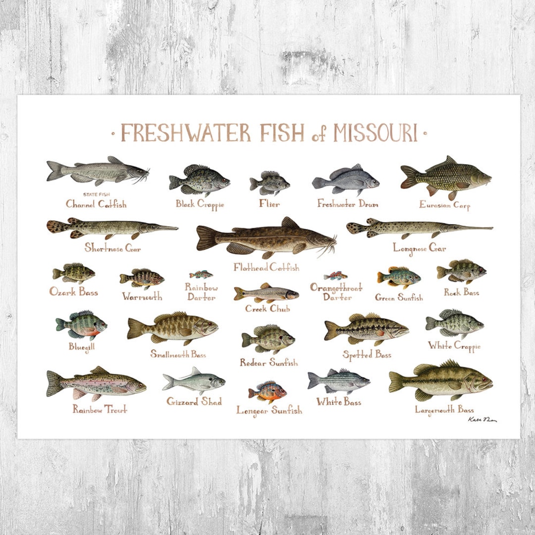Missouri Freshwater Fish Field Guide Art Print / Fish Nature Study ...