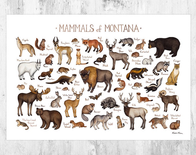 Arizona Freshwater Fish Field Guide Art Print / Fish Nature - Etsy