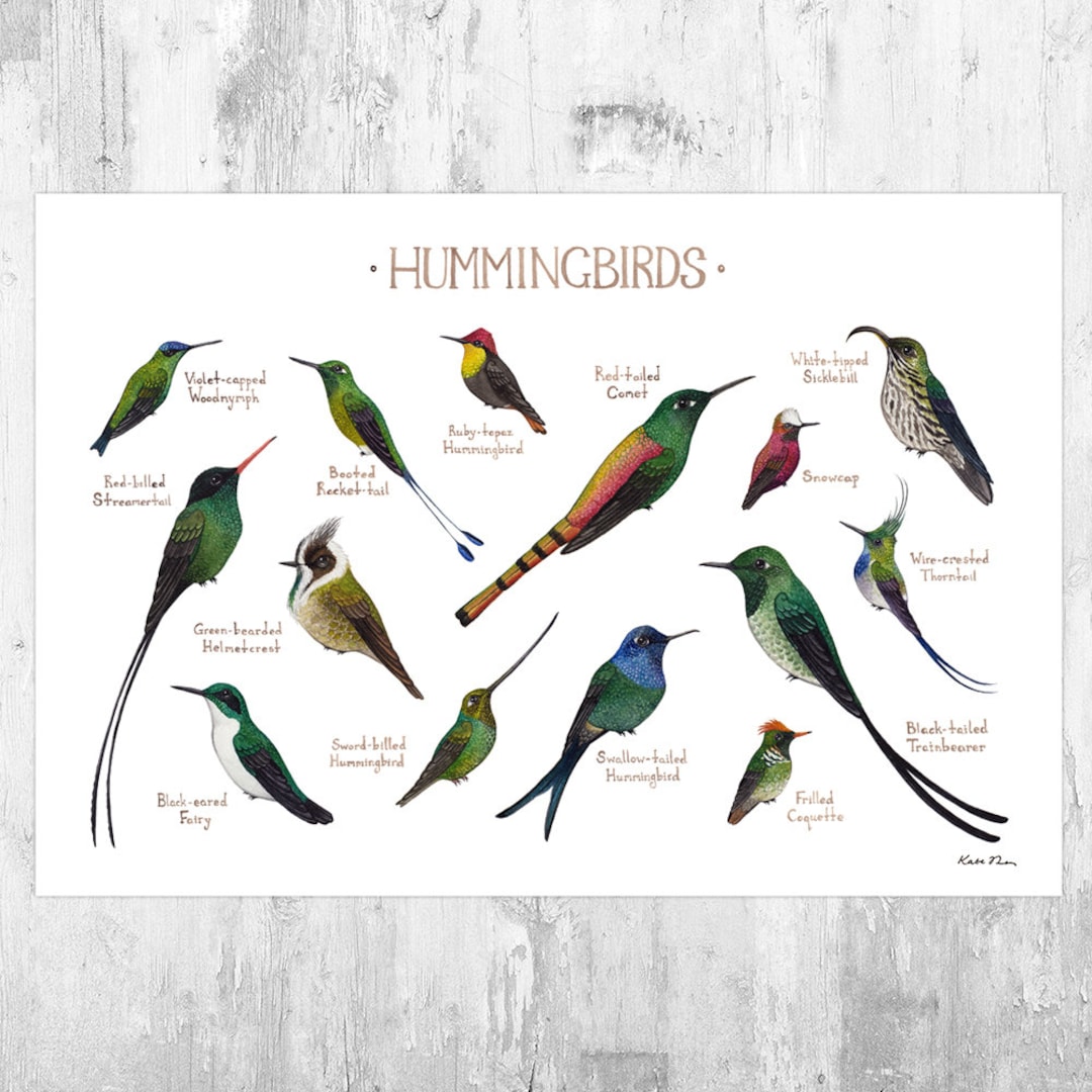 Hummingbirds Field Guide Art Print / Ornithology Wall Art / Nature ...
