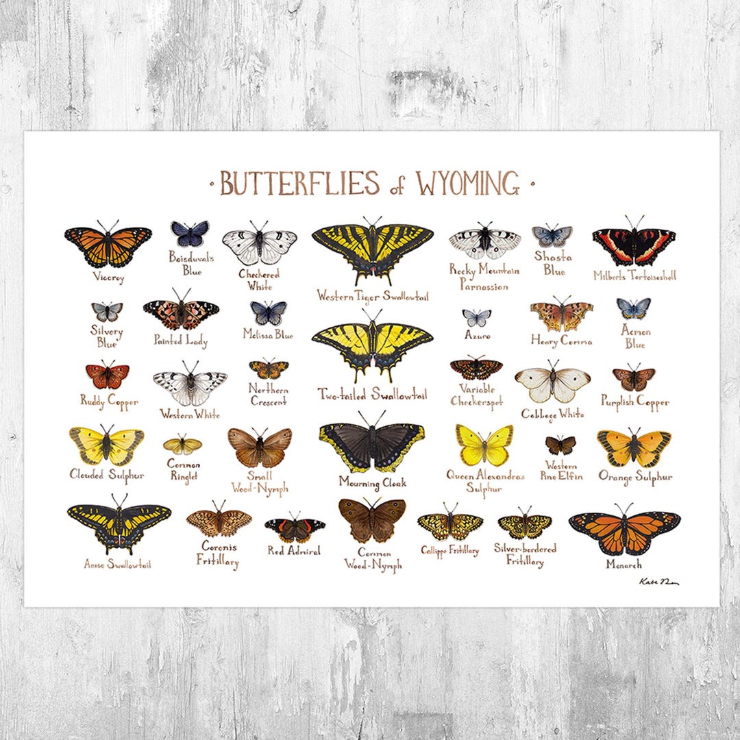 Wyoming Butterflies Field Guide Art Print / Butterfly Poster ...