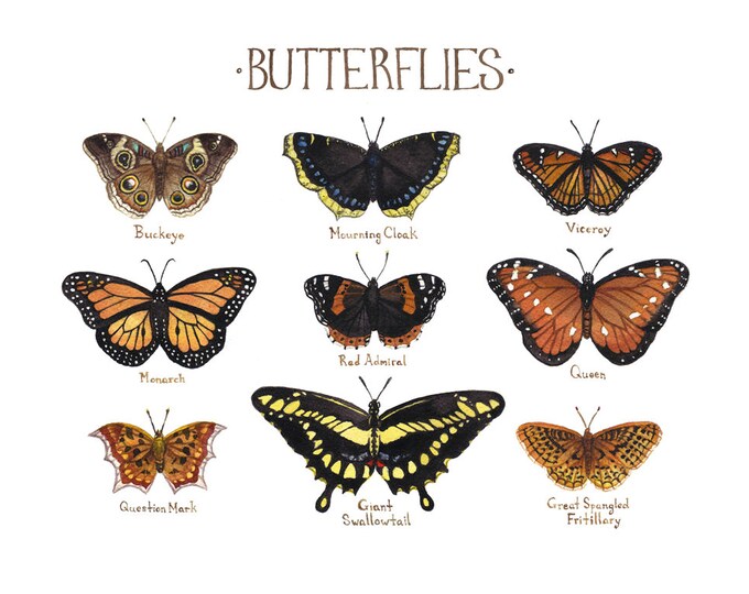 Butterflies Field Guide Art Print / Insect Collection / - Etsy