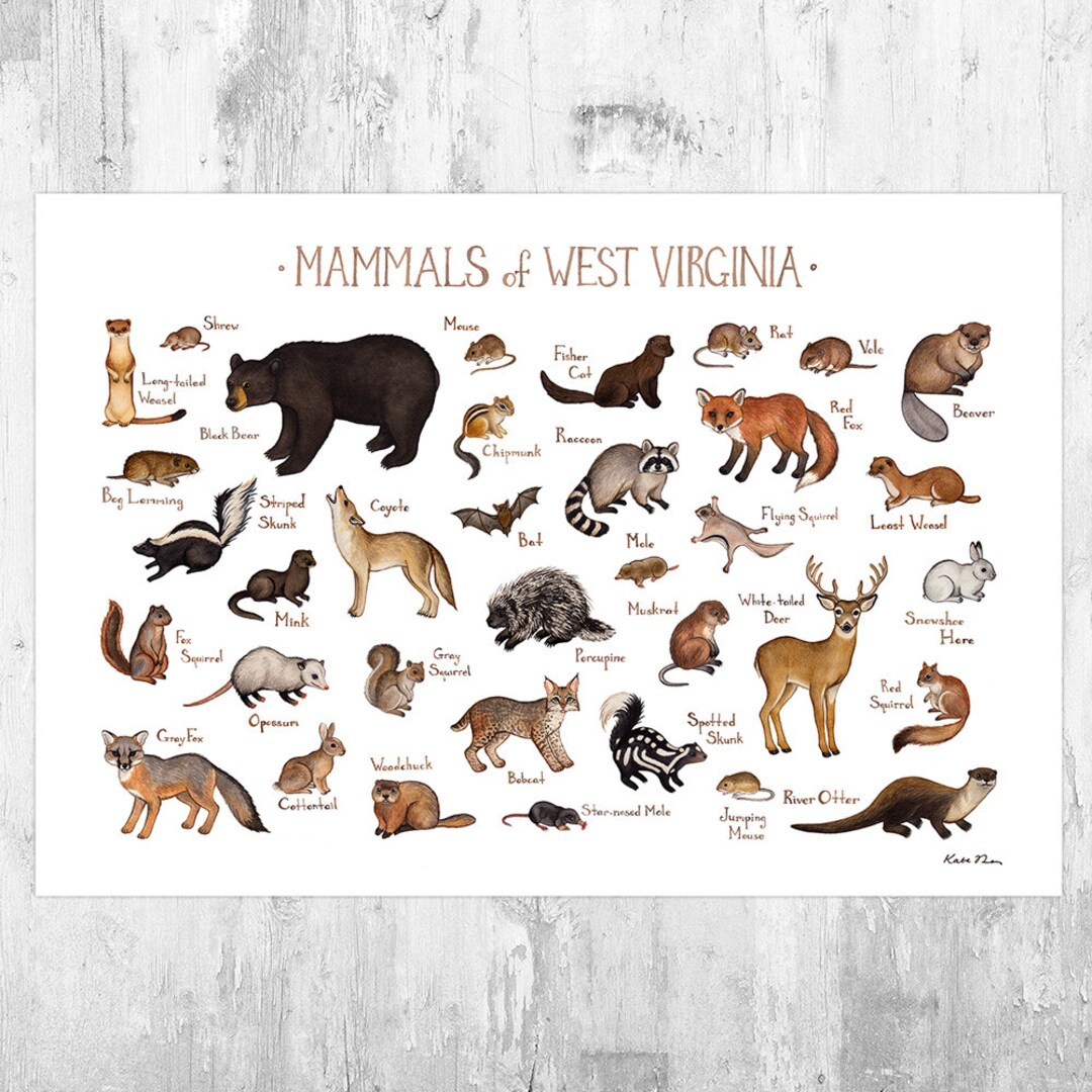 West Virginia Mammals Field Guide Art Print / Animals of West Virginia ...