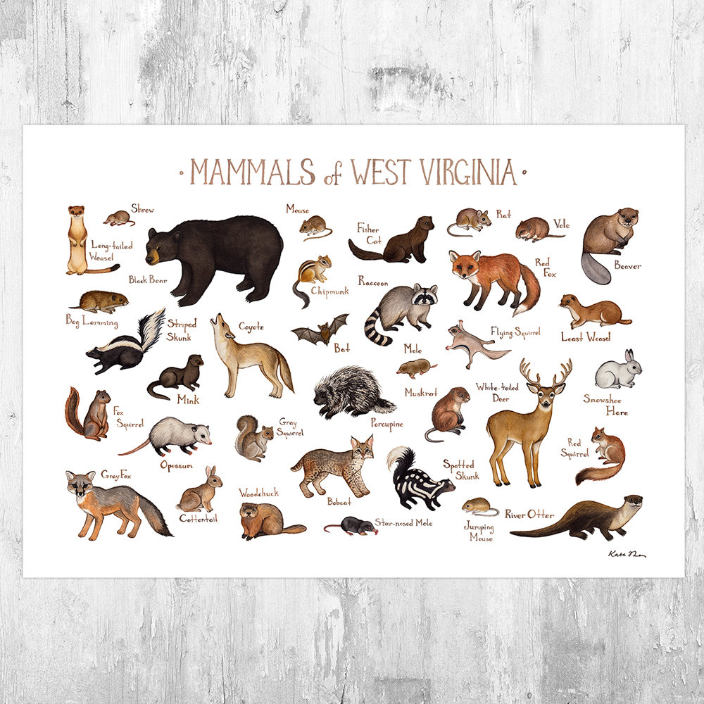 West Virginia Mammals Field Guide Art Print / Animals of West | Etsy