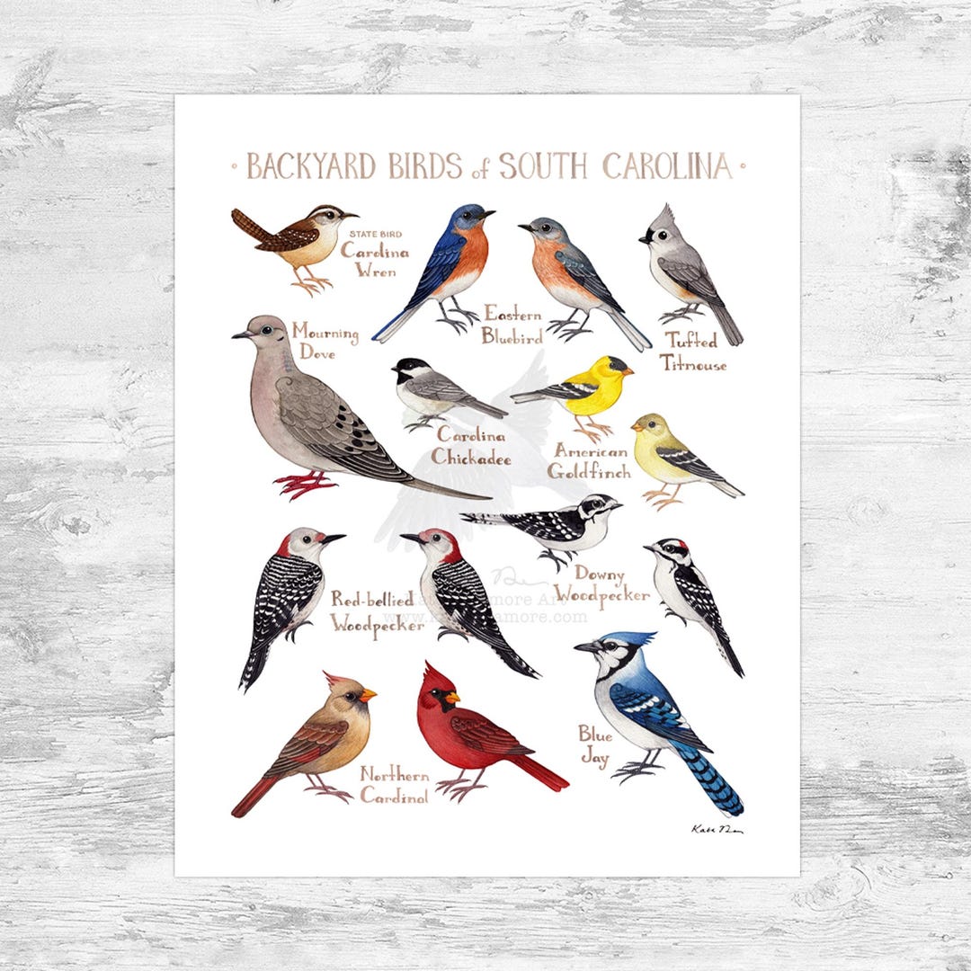 South Carolina Backyard Birds Field Guide Art Print Mini 8x10 - Etsy
