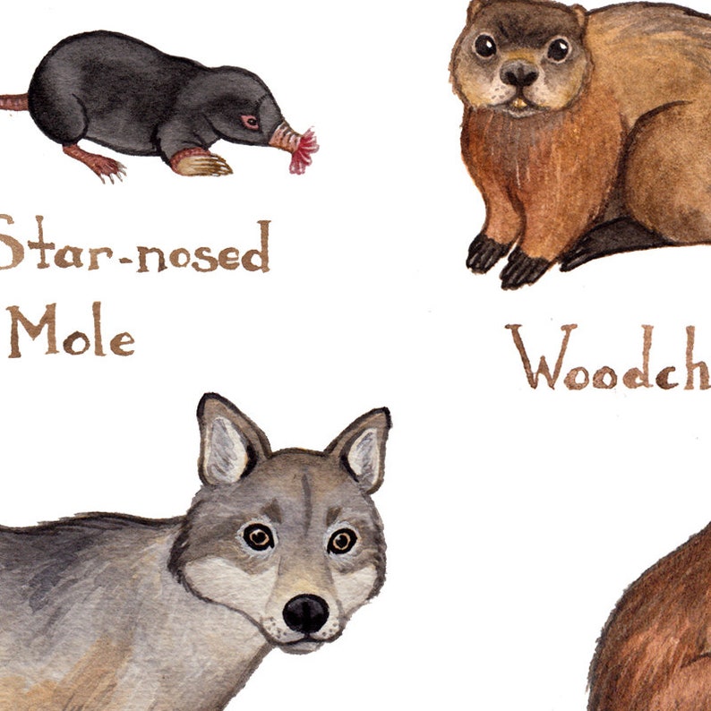 Newfoundland & Labrador Mammals Field Guide Art Print / | Etsy
