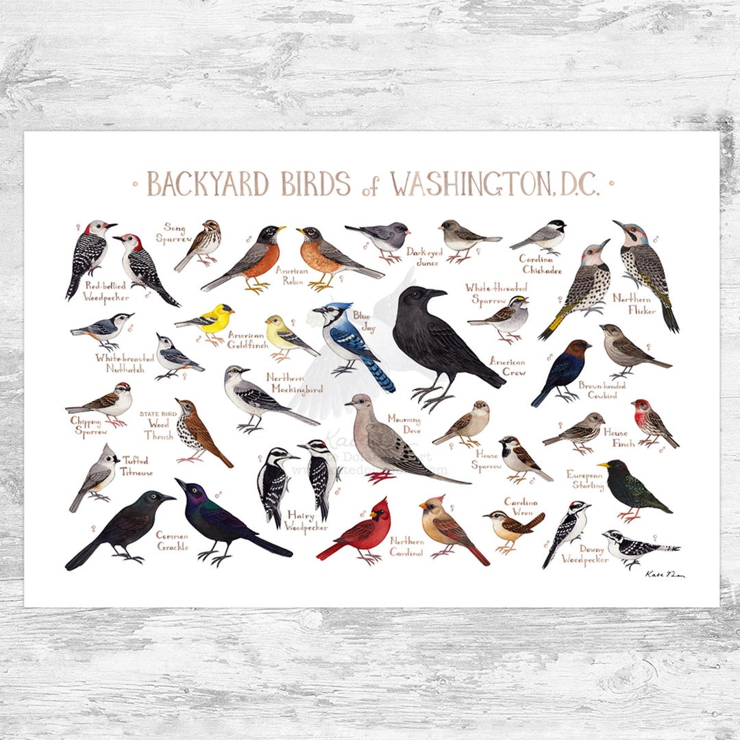 Washington, D.C. Backyard Birds Field Guide Art Print / District of ...