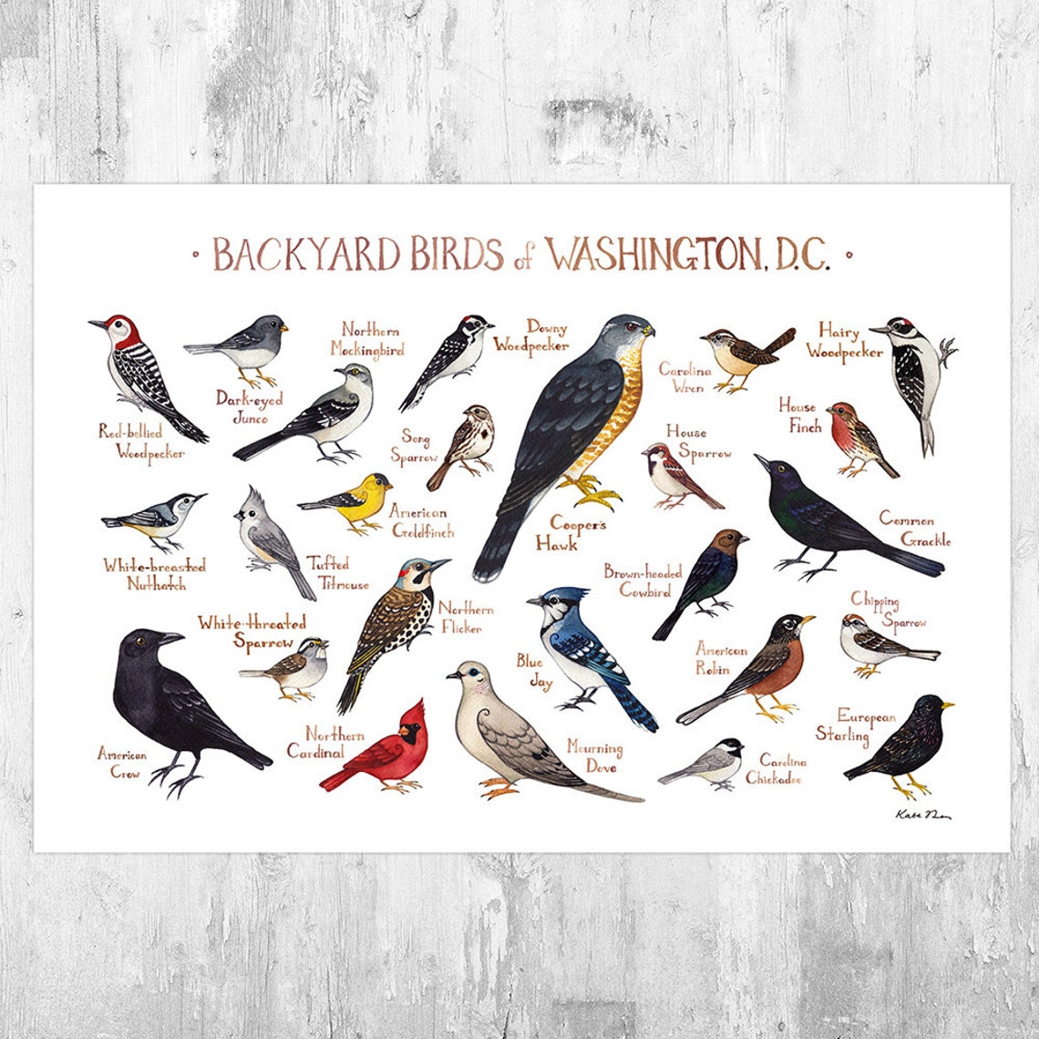 Washington D.C. Backyard Birds Field Guide Art Print / - Etsy