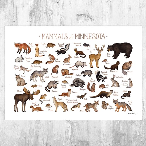 Foxes of the World Field Guide Art Print / Watercolor Painting - Etsy