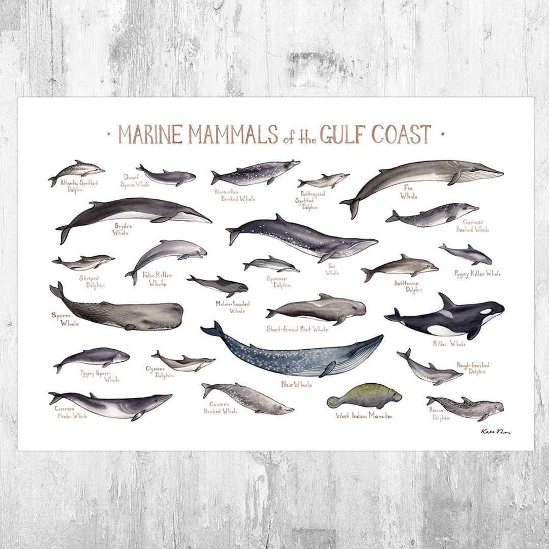 Gulf Coast Marine Mammals Field Guide Art Print / Ocean - Etsy