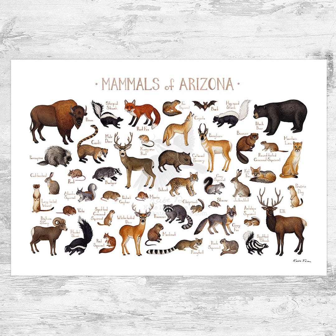 Arizona Mammals Field Guide Art Print / Animals of Arizona / Watercolor ...
