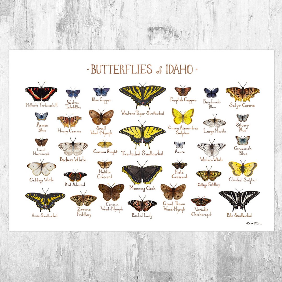 Idaho Butterflies Field Guide Art Print / Butterfly Poster / Watercolor ...