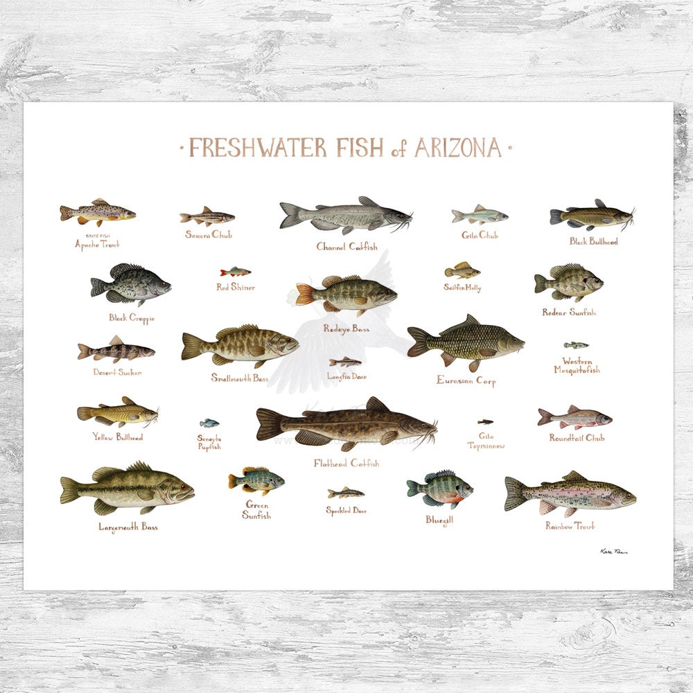 Arizona Freshwater Fish Field Guide Art Print / Fish Nature Study ...