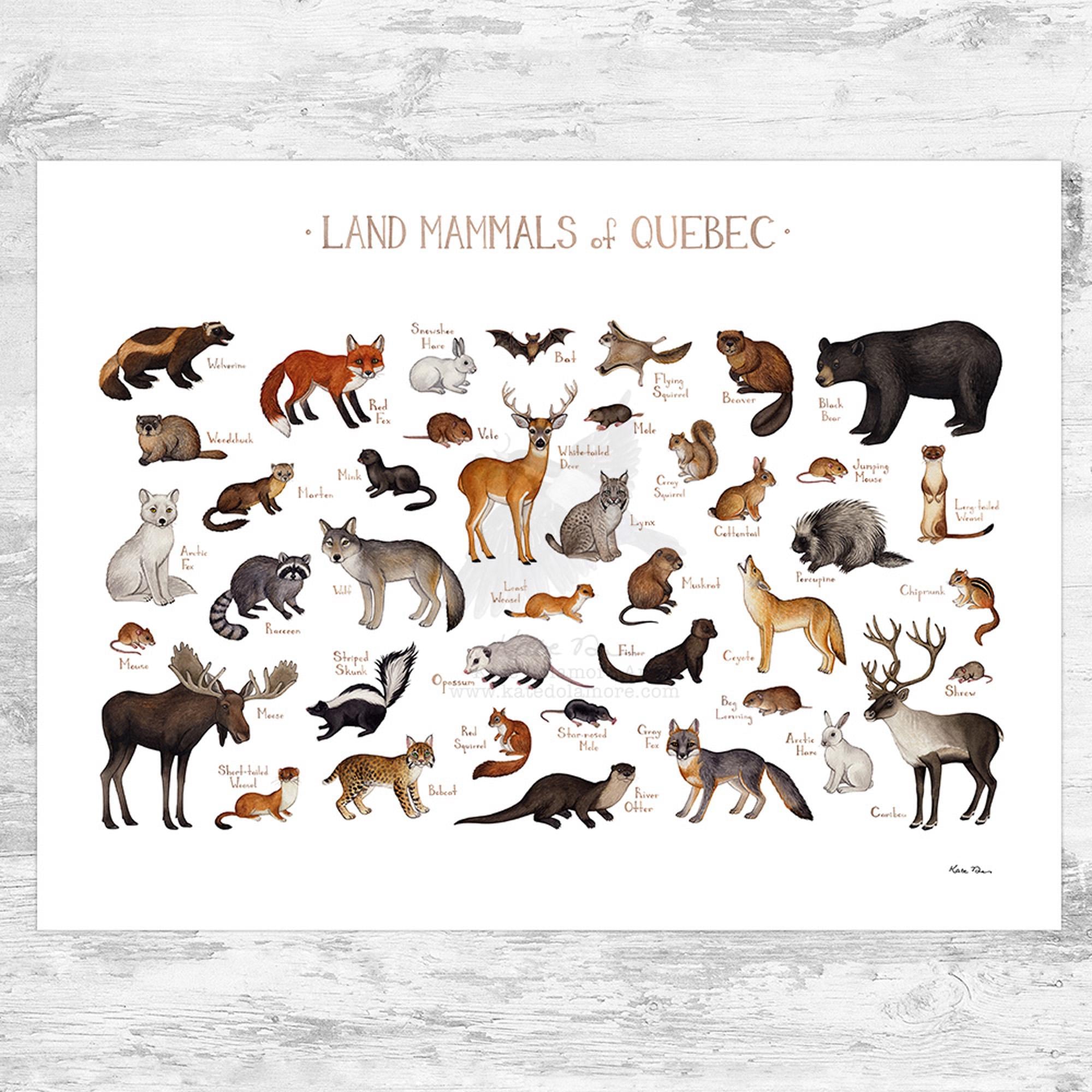 Quebec Land Mammals Field Guide Art Print / Animals of Canada ...