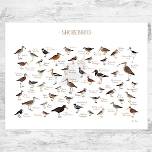 Shorebirds of North America Field Guide Art Print / Watercolor Bird ...