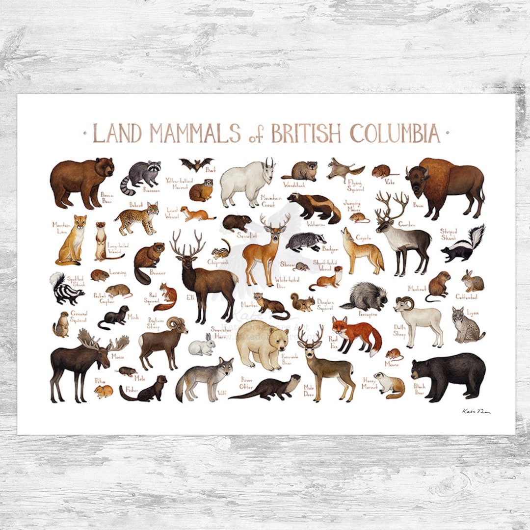 British Columbia Mammals Field Guide Art Print / Animals of Canada ...