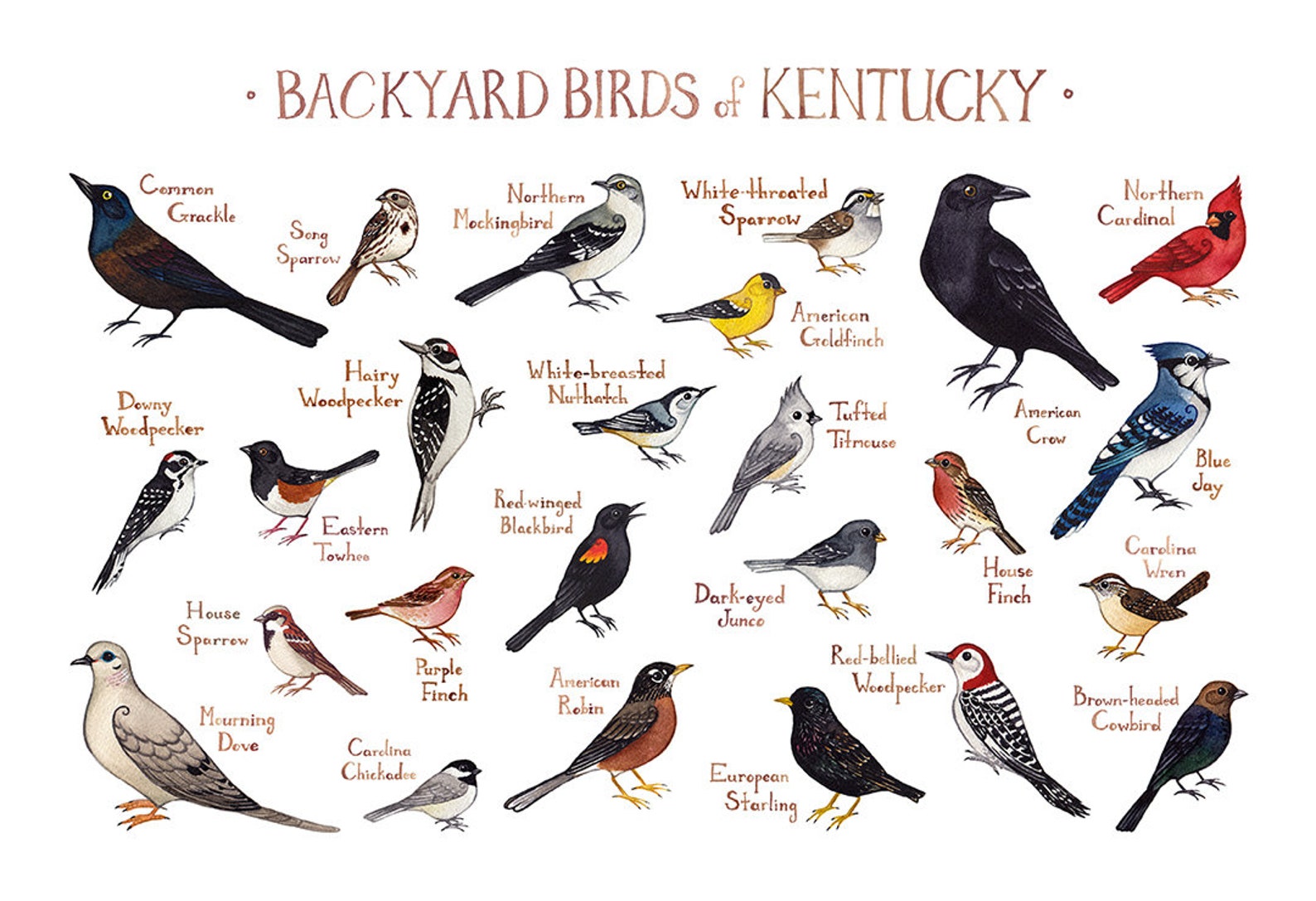 Kentucky Backyard Birds Field Guide Art Print / Watercolor | Etsy
