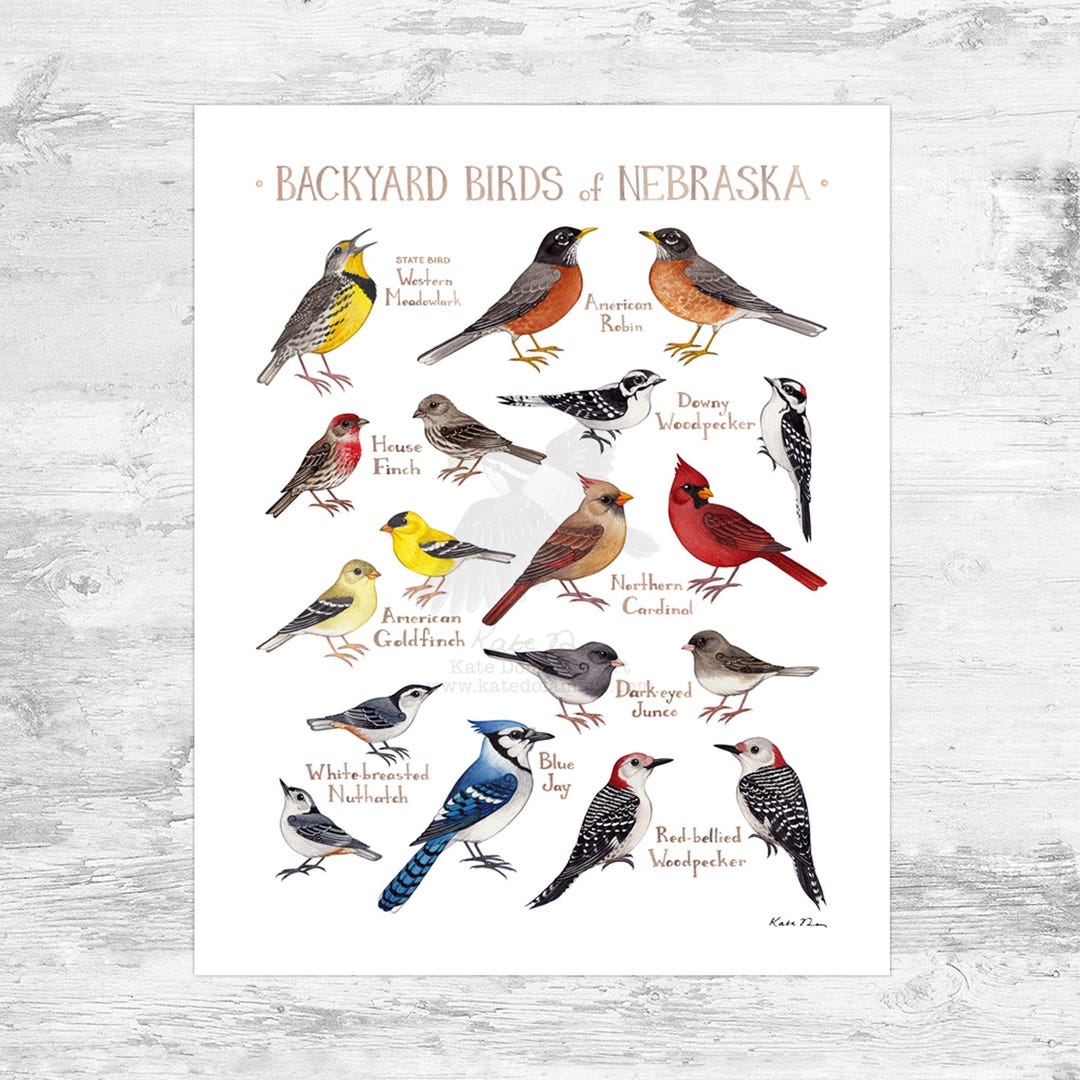 Nebraska Backyard Birds Field Guide Art Print Mini 8x10 - Etsy