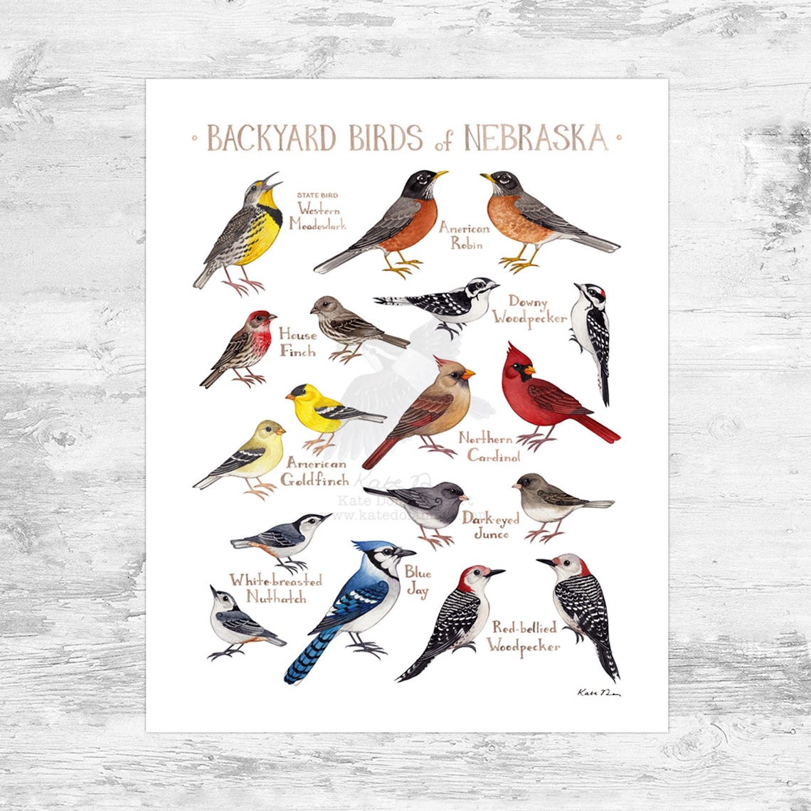 Nebraska Backyard Birds Field Guide Art Print Mini 8x10 - Etsy