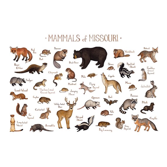 Missouri Mammals Field Guide Art Print / Animals of Missouri | Etsy