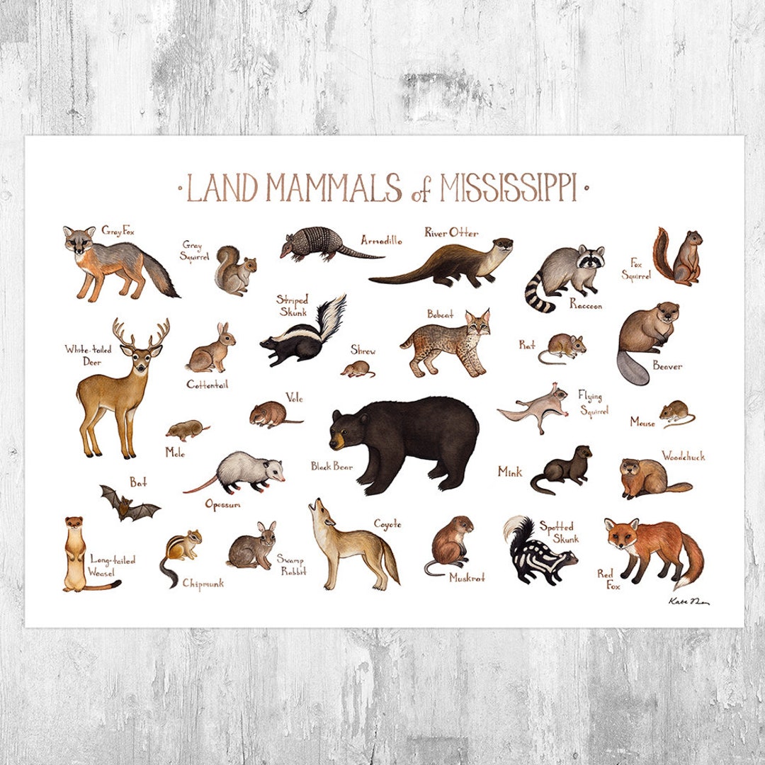 Mississippi Land Mammals Field Guide Art Print / Animals of Mississippi ...