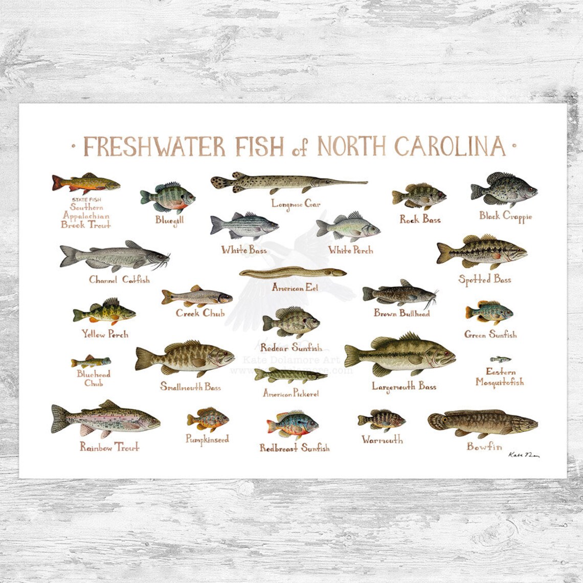 North Carolina Freshwater Fish Field Guide Art Print / Fish - Etsy