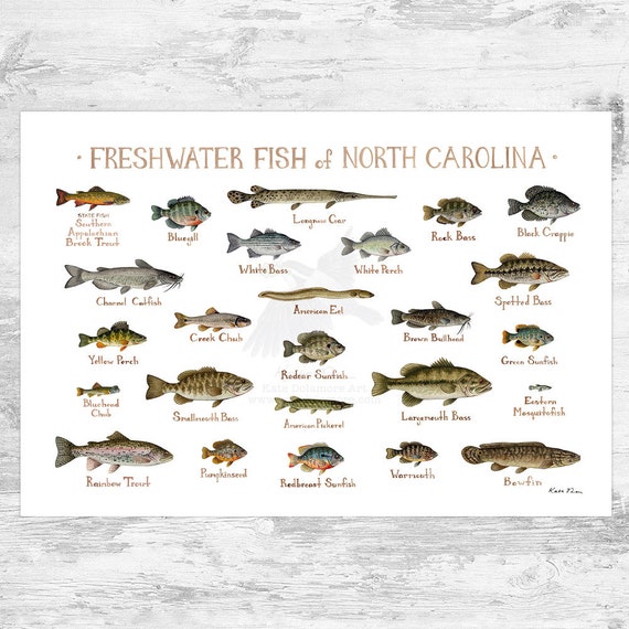 North Carolina Freshwater Fish Field Guide Art Print / Fish - Etsy