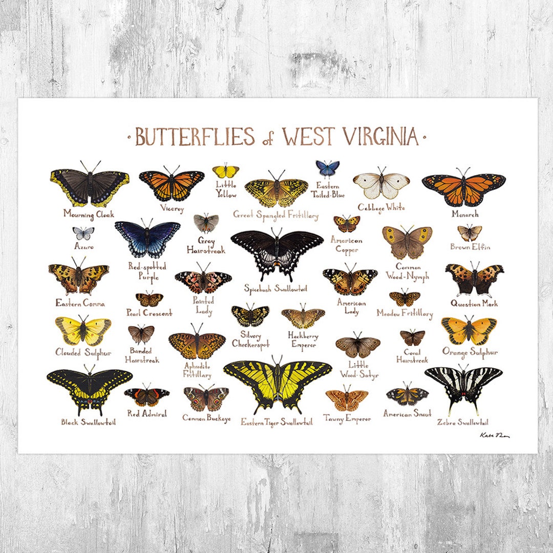 West Virginia Butterflies Field Guide Art Print / Butterfly Poster ...