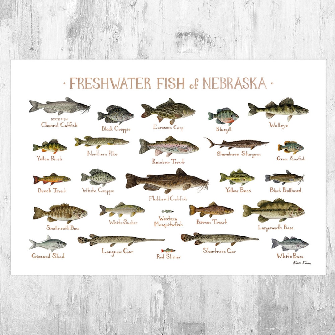 Nebraska Freshwater Fish Field Guide Art Print / Fish Nature Study ...