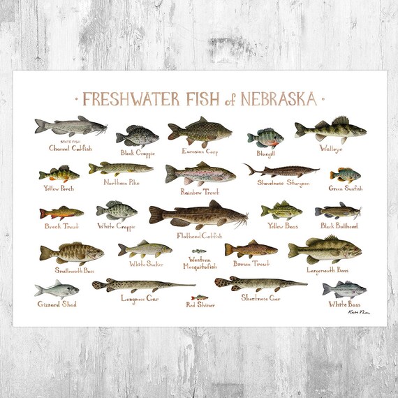 Nebraska Freshwater Fish Field Guide Art Print / Fish Nature - Etsy
