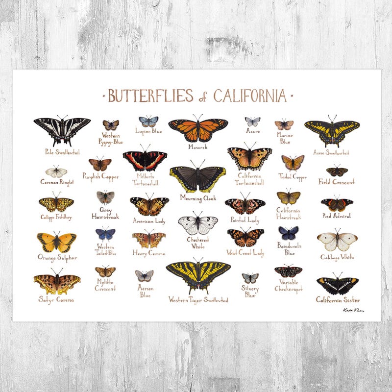 Butterfly Poster - Etsy