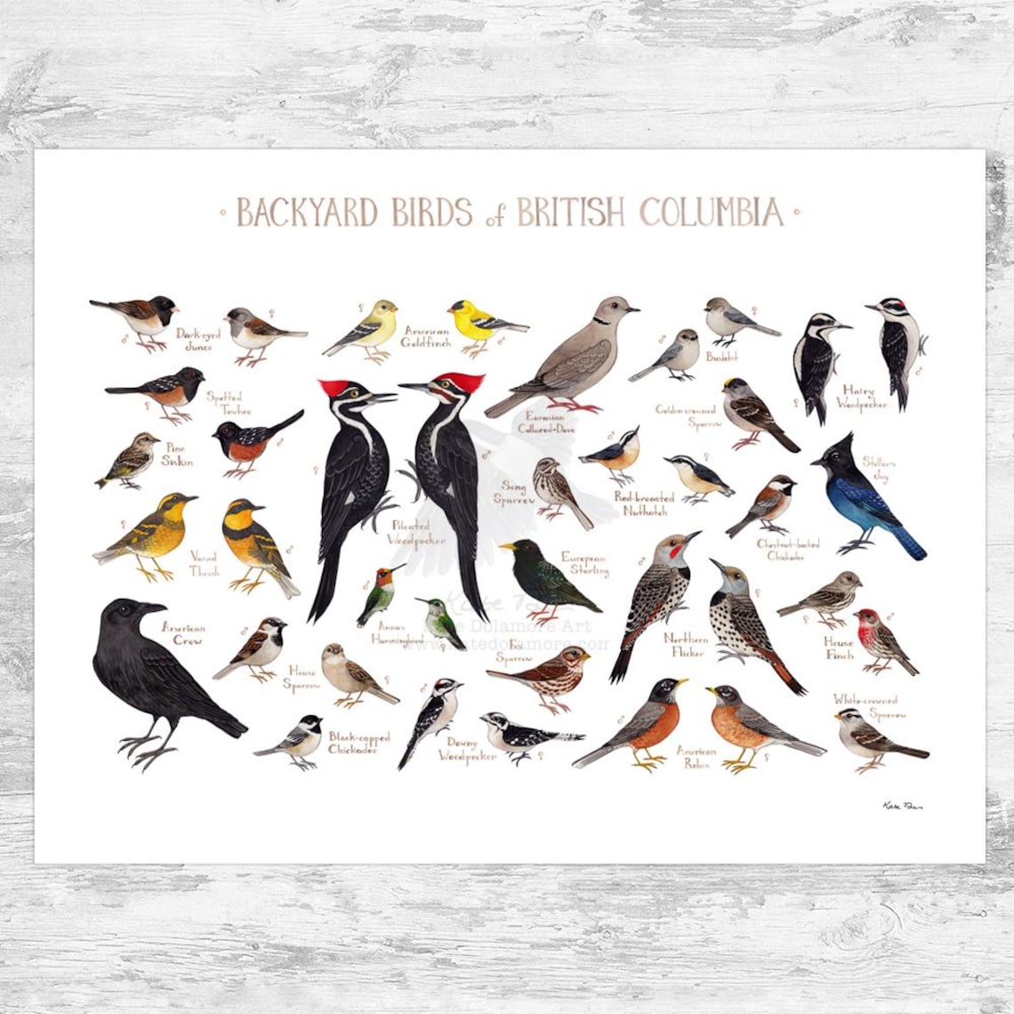 British Columbia Backyard Birds Field Guide Art Print / Watercolor ...