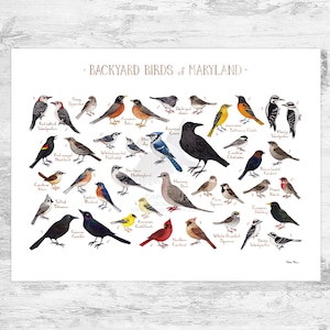 Maryland Backyard Birds Field Guide Art Print / Watercolor Painting ...