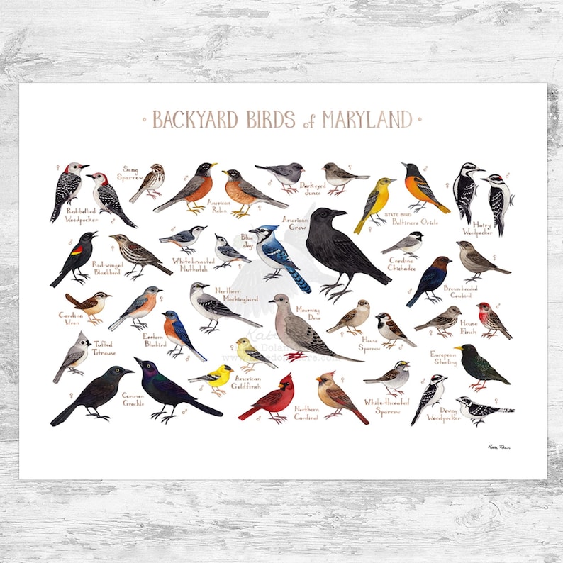 Maryland Backyard Birds Field Guide Art Print / Watercolor Painting ...