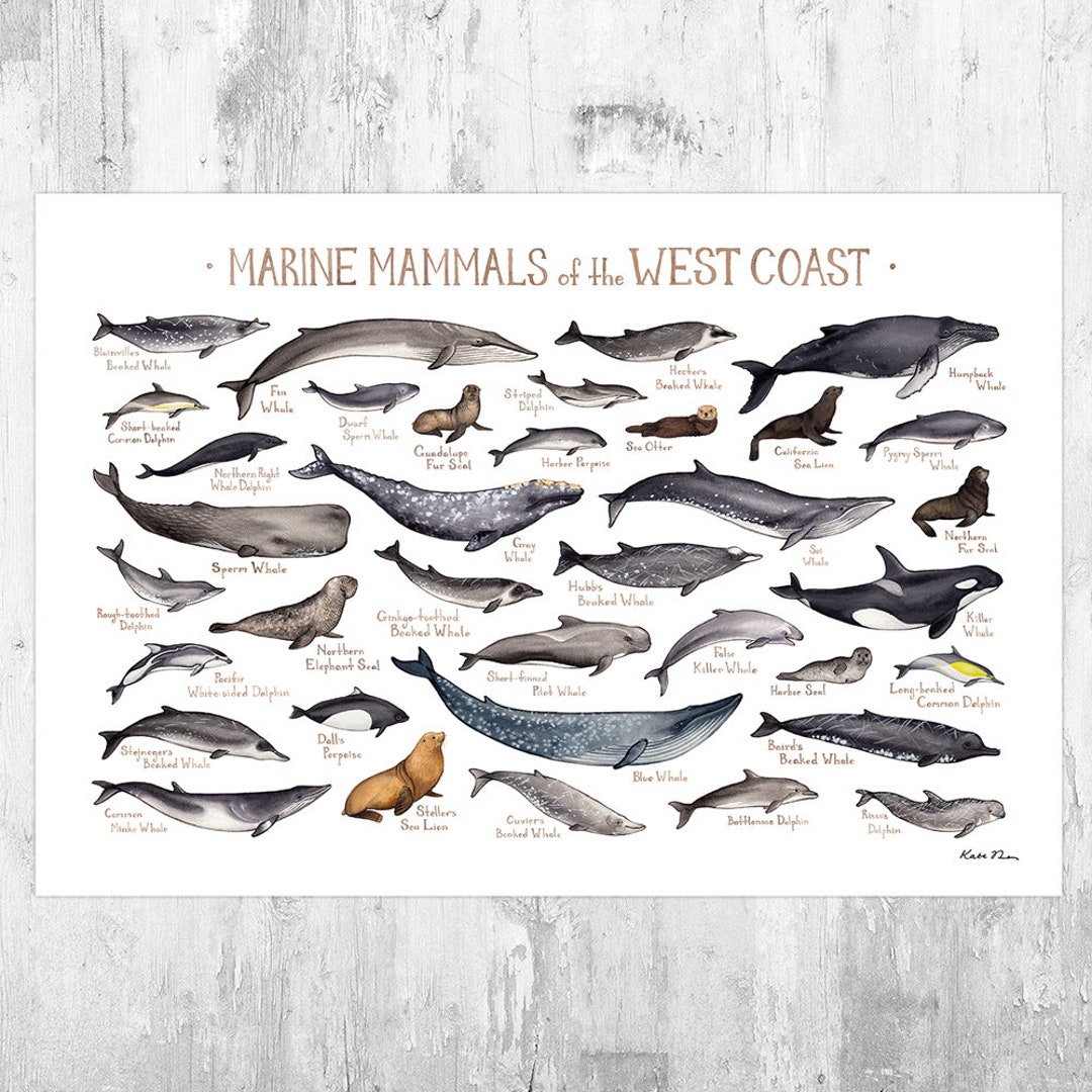 West Coast Marine Mammals Field Guide Art Print / Pacific Ocean Animals ...