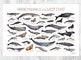 West Coast Marine Mammals Field Guide Art Print / California - Etsy Canada