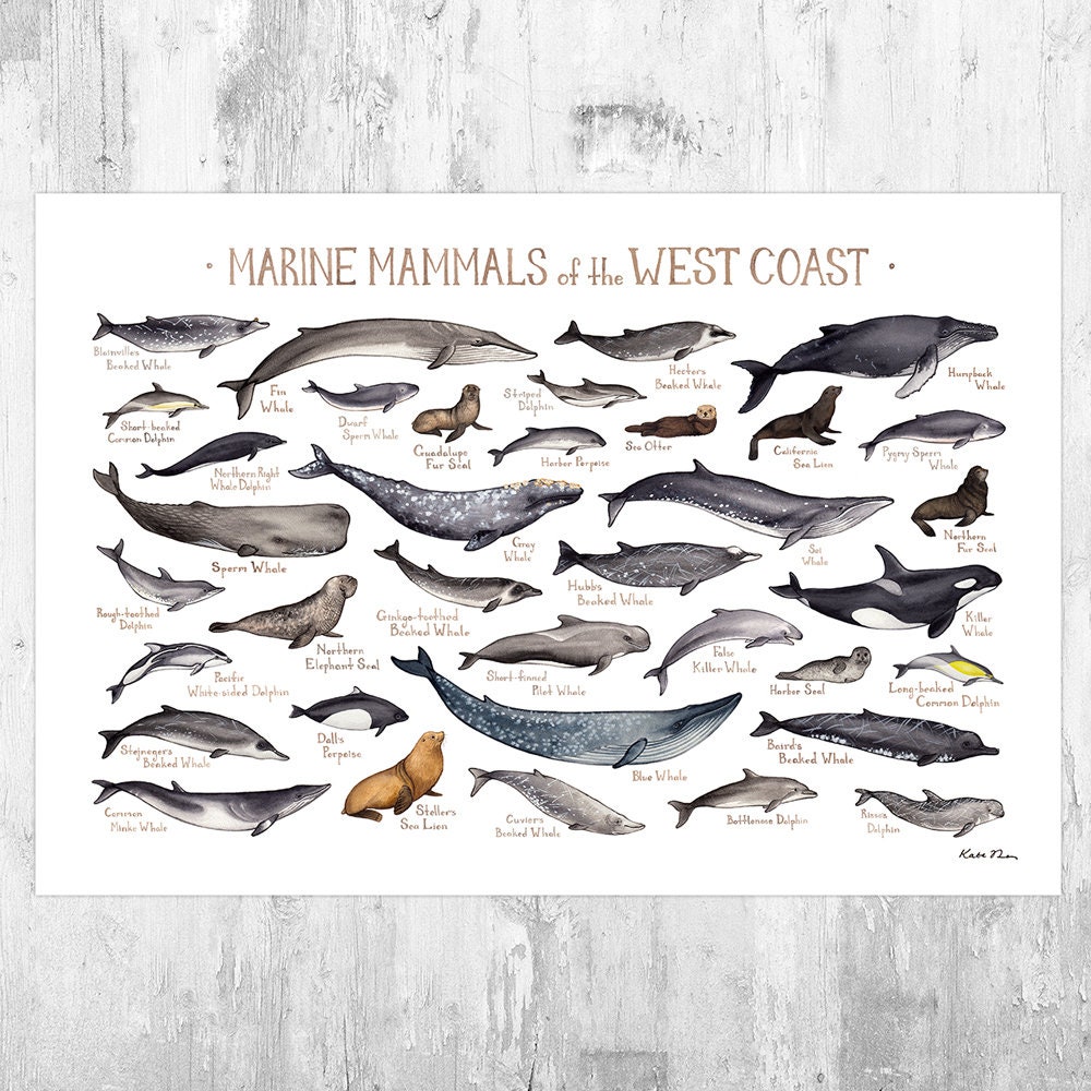 Marine West Coast Animals