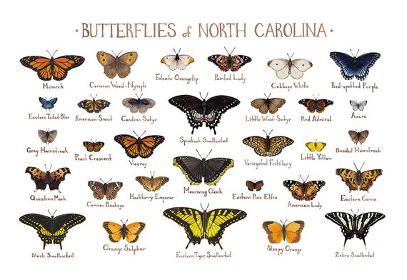 North Carolina Butterflies Field Guide Art Print / Butterfly | Etsy