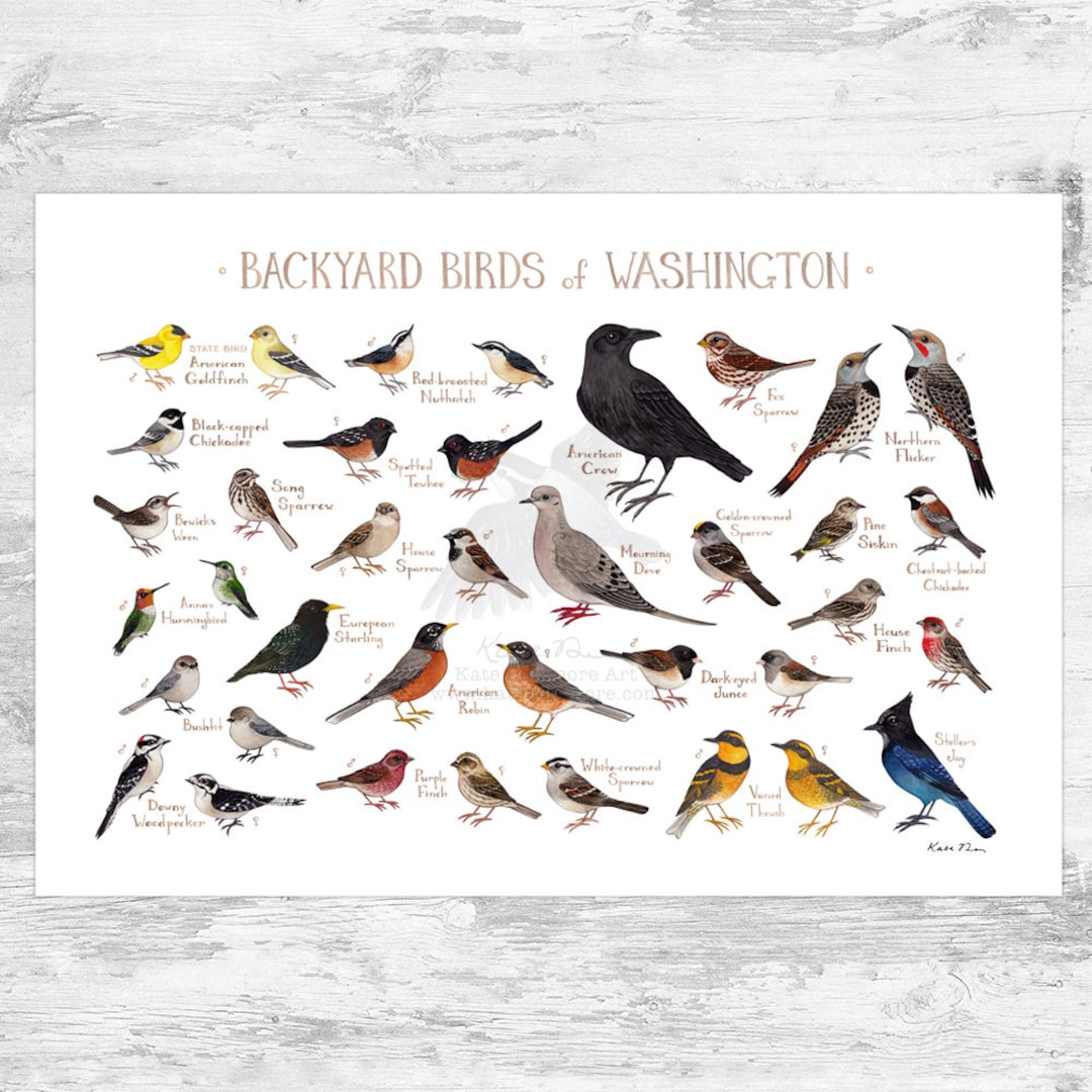Washington Backyard Birds Field Guide Art Print / Watercolor Painting ...