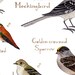 California Backyard Birds Field Guide Art Print / Watercolor Painting ...
