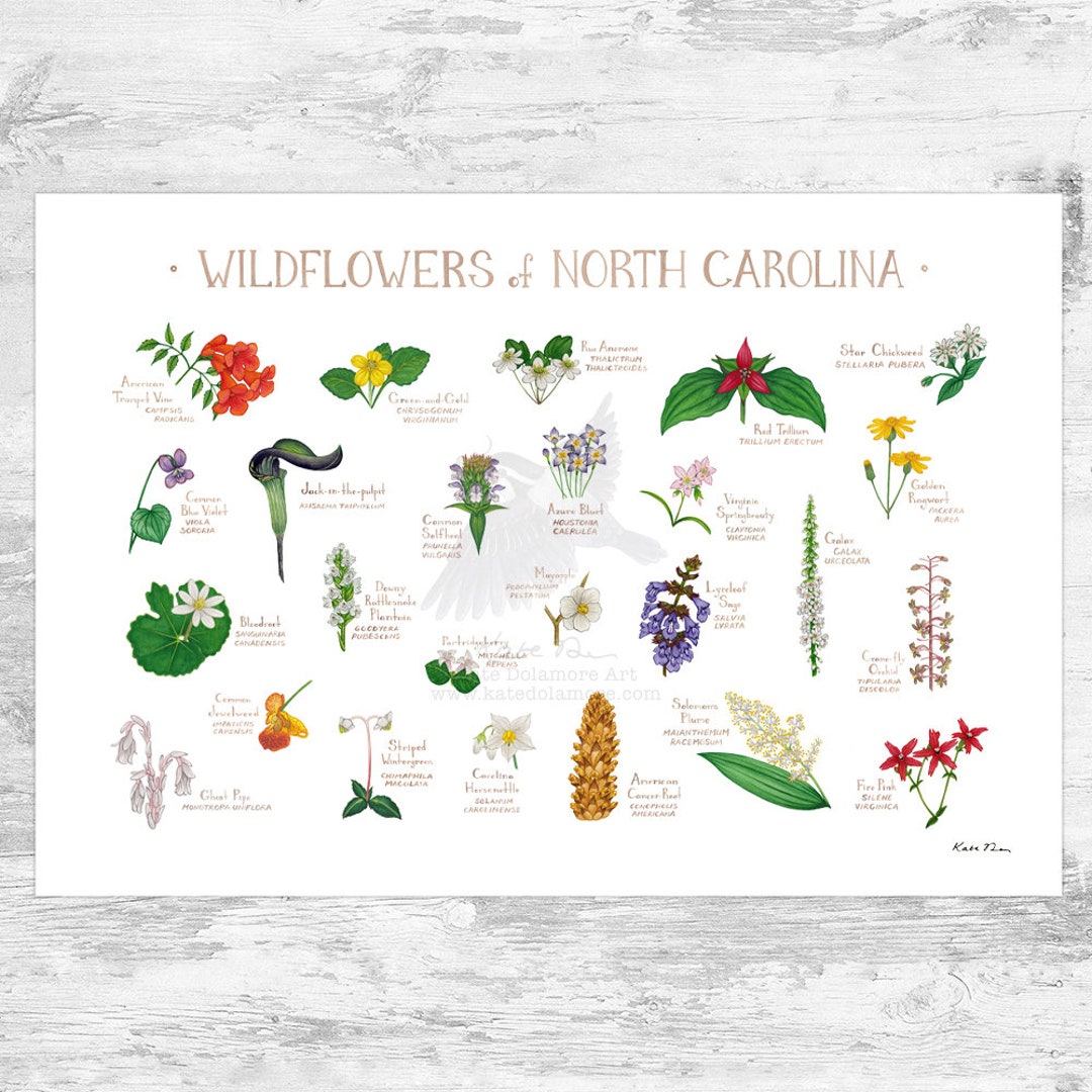 North Carolina Wildflowers Field Guide Art Print / Common Flowers of ...